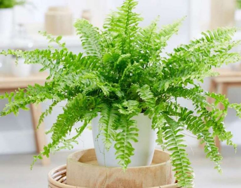 7 istabas augi, kas piesaista naudu, veiksmi un labsajūtu jūsu mājās