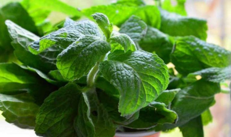 7 istabas augi, kas piesaista naudu, veiksmi un labsajūtu jūsu mājās